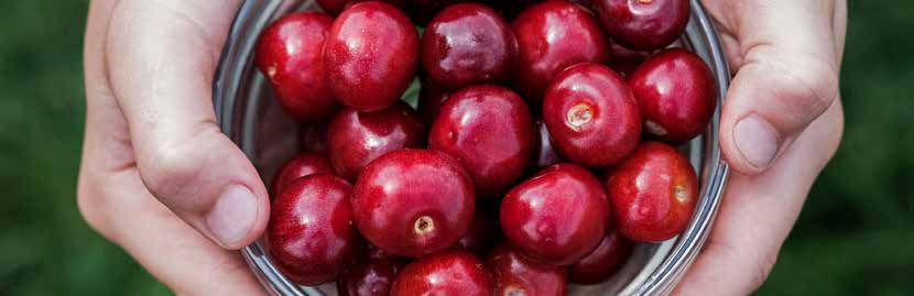 InVision系统助力Prima Frutta樱桃分选线实现更精确的分选和分级 - 陶朗